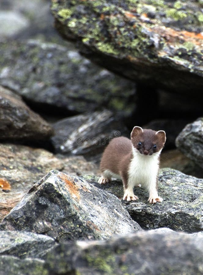 Wezel Met Lange Staart Met Muis Stock Afbeelding - Image of utah, dier ...