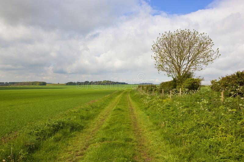 Minster way with ash tree stock photo. Image of farming - 92910670