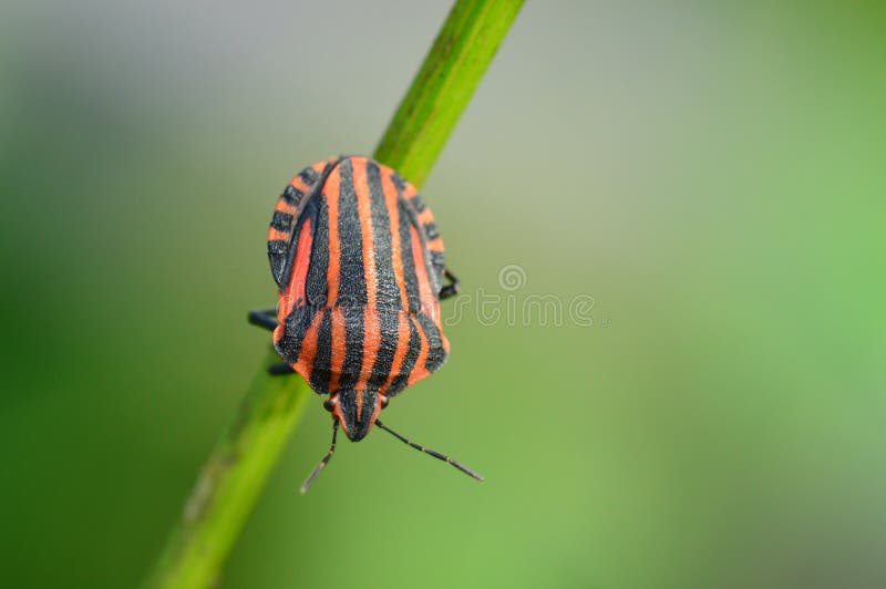 Minstrel Bug stock image. Image of close, diversity, bugs - 44262755
