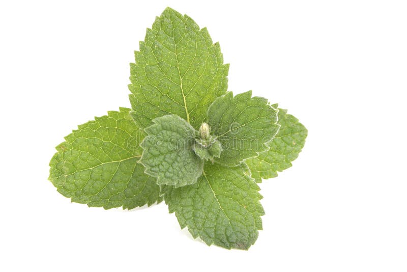 Mint stock image. Image of botany, vitamins, helmet, pharma - 10894847