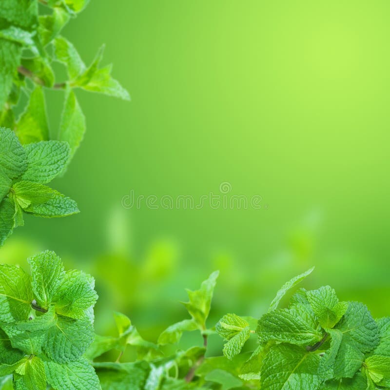 Mint stock photo. Image of frame, copy, mint, garnish - 11636206
