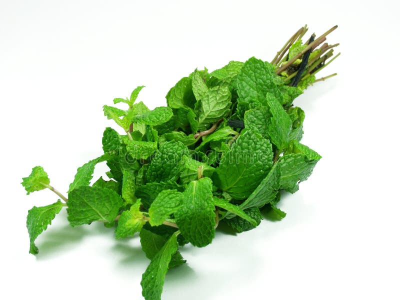 Mint stock image. Image of food, flavour, fragrances, fresh - 1430319