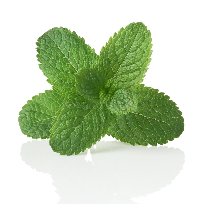 Mint stock image. Image of food, twig, peppermint, spice - 14310647