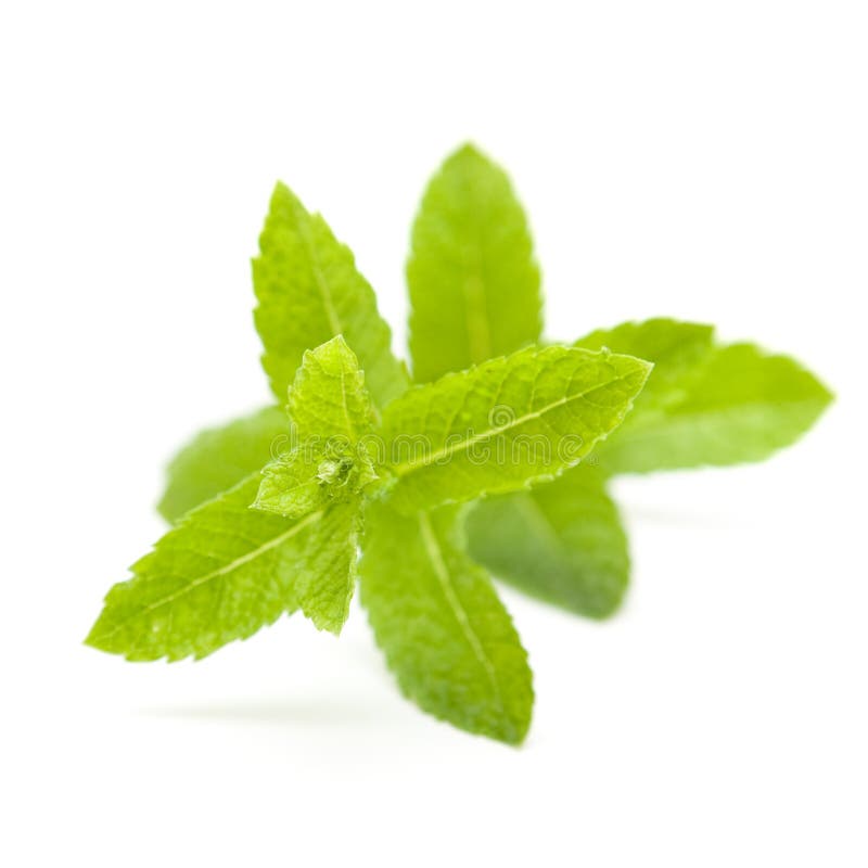 Mint isolated stock photo. Image of cutout, food, nature - 44171764