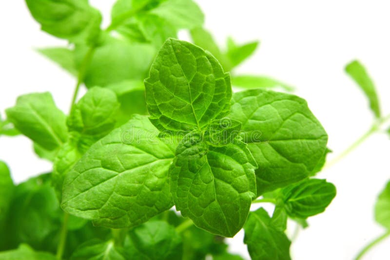Mint stock photo. Image of growth, botany, flora, ingredients - 1561612