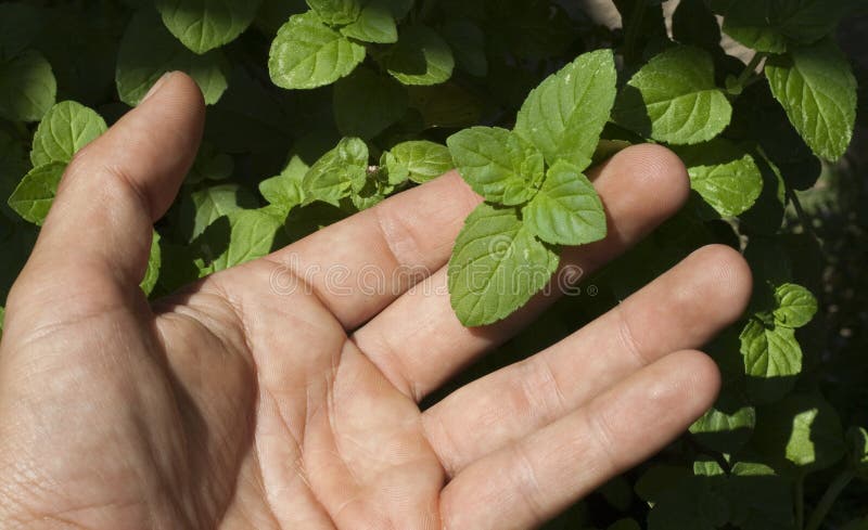 Fresh mint stock image. Image of botany, natural, healthy - 5393881