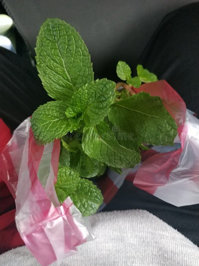 Mint stock photo. Image of smell, green, mint, nice - 165118584