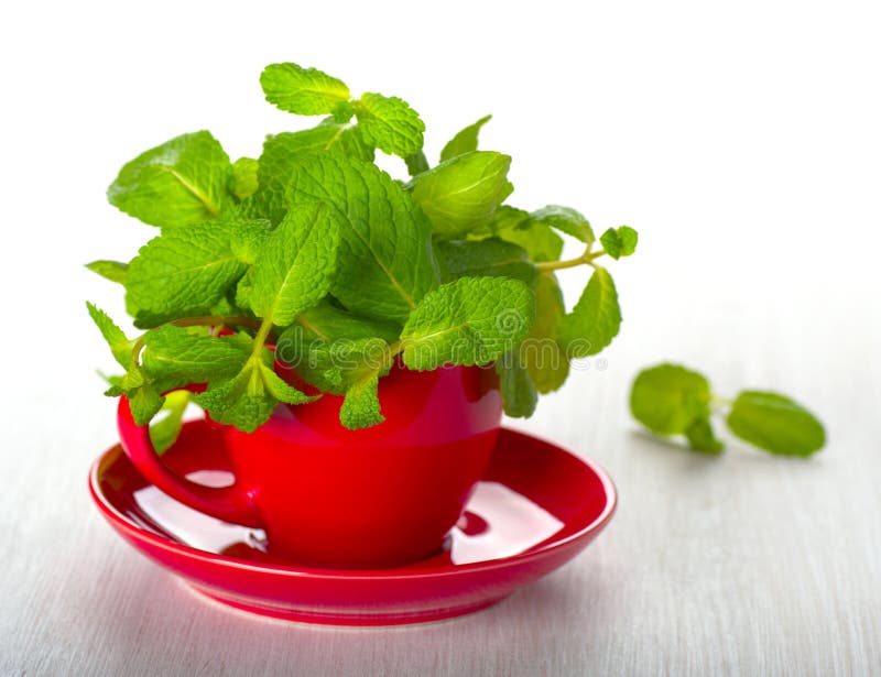 Mint stock photo. Image of table, refreshing, aromatherapy - 18250536