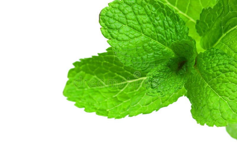 Mint Sprig stock image. Image of colour, leaves, isolation - 25218615