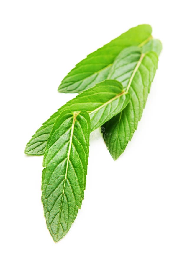 Mint stock image. Image of greece, leaf, fresh, food - 19485501