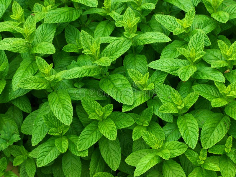 Mint stock photo. Image of growing, royalty, leaf, green - 22723354