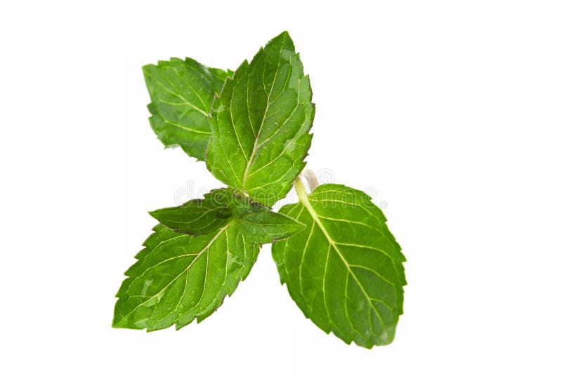 Mint stock photo. Image of cooking, spearmint, plant, green - 995656