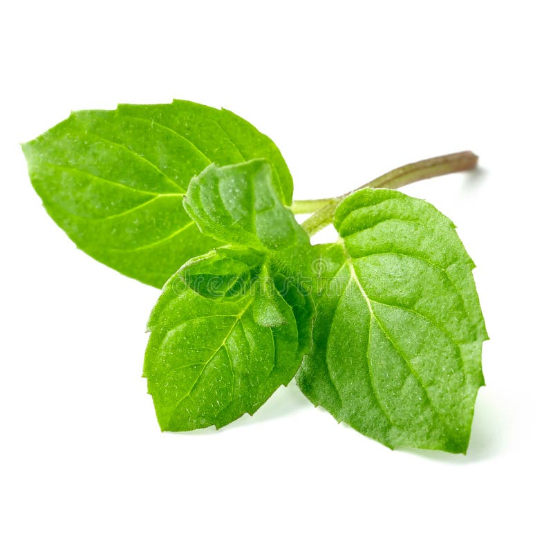 Mint stock image. Image of fresh, fragrant, healthy, mint - 25313305
