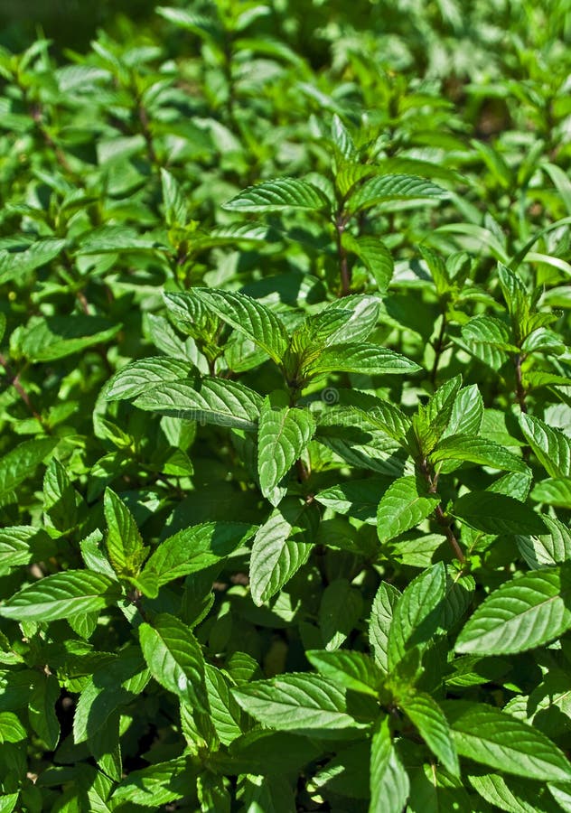 Mint stock photo. Image of green, minty, herbal, group - 25690804