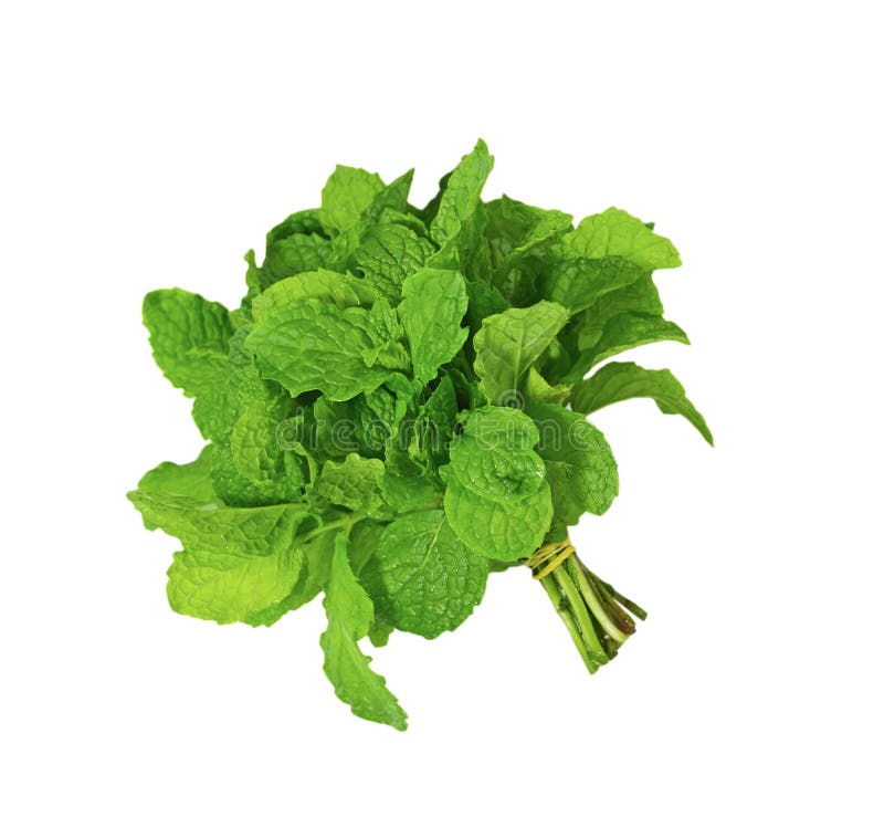 Mint stock photo. Image of white, homegrown, leaf, food - 27039184