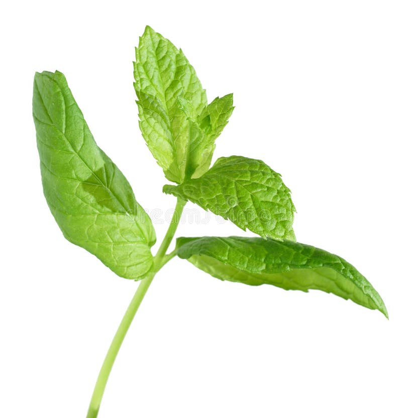 Mint stock image. Image of leaf, macro, sprig, cool, scanted - 4443319