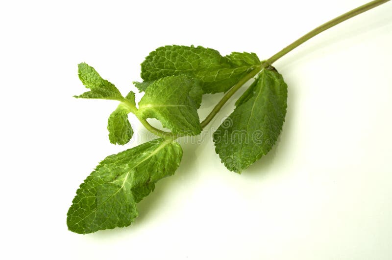 Fresh mint stock image. Image of botany, natural, healthy - 5393881