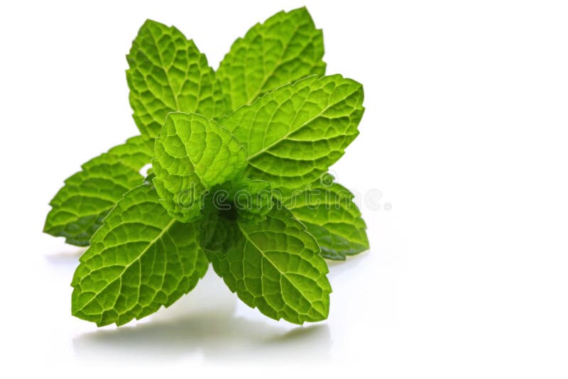 Mint Sprig stock image. Image of colour, leaves, isolation - 25218615