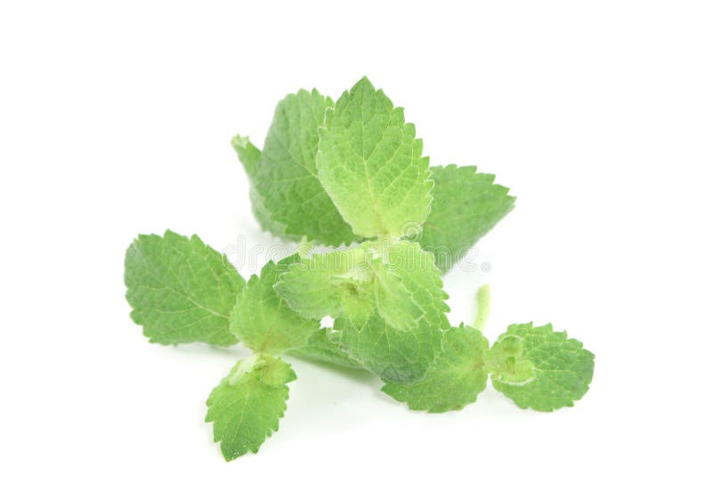 Mint stock photo. Image of vitamins, plant, helmet, botany - 5871304