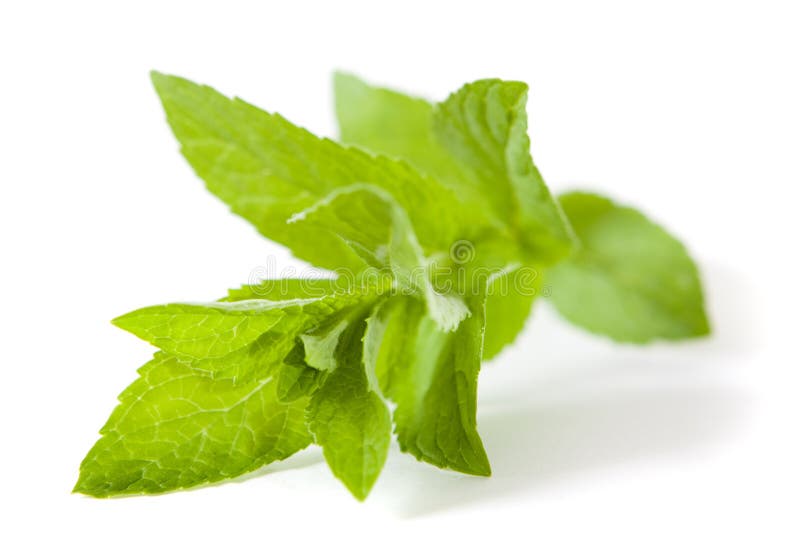 Long Mint stock photo. Image of aroma, background, medicine - 5318678