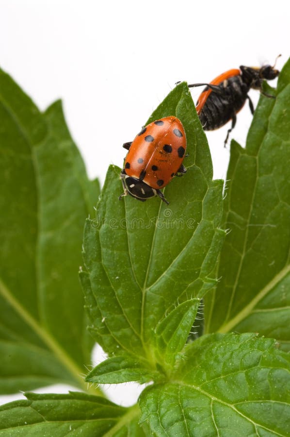 Mint stock photo. Image of botanical, food, animal, botany - 7108474