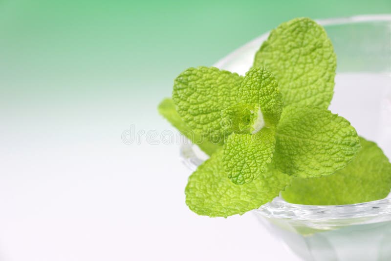 Mint stock photo. Image of sweet, smell, green, room, medical - 9915068