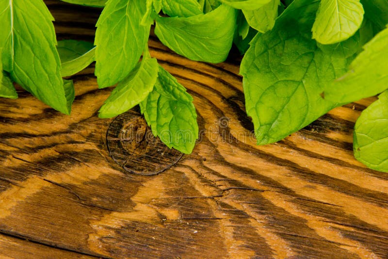 Mint abstract stock image. Image of aroma, abstract, growth - 52296821