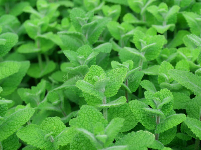 Mint abstract stock image. Image of fresh, ingredient - 39751565