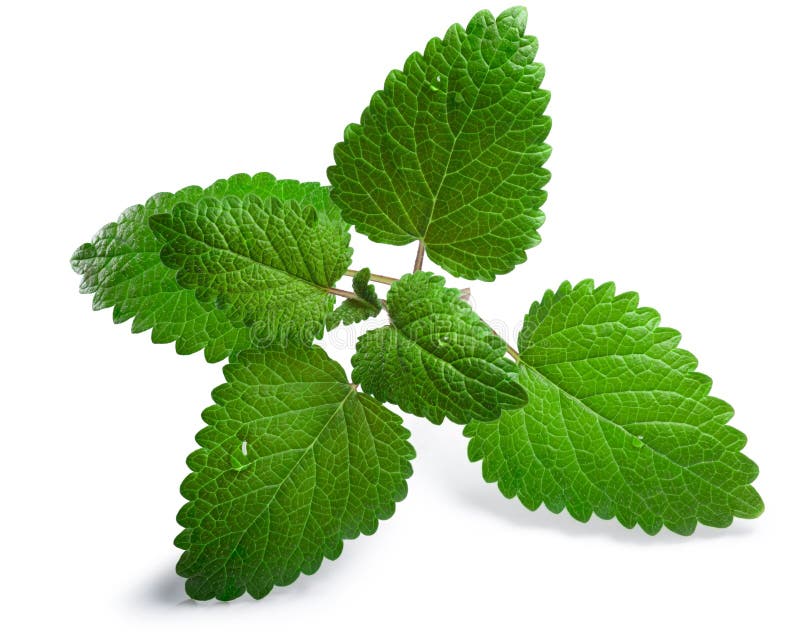 Mint Balm Melissa Officinalis, Paths Stock Image - Image of isolated ...