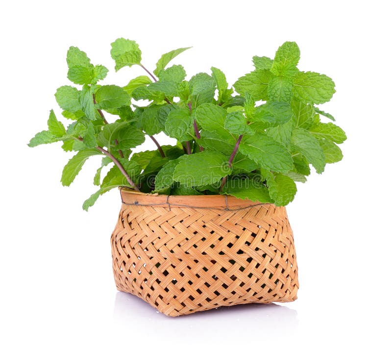 Mint in the basket stock image. Image of healthy, plant - 70784043