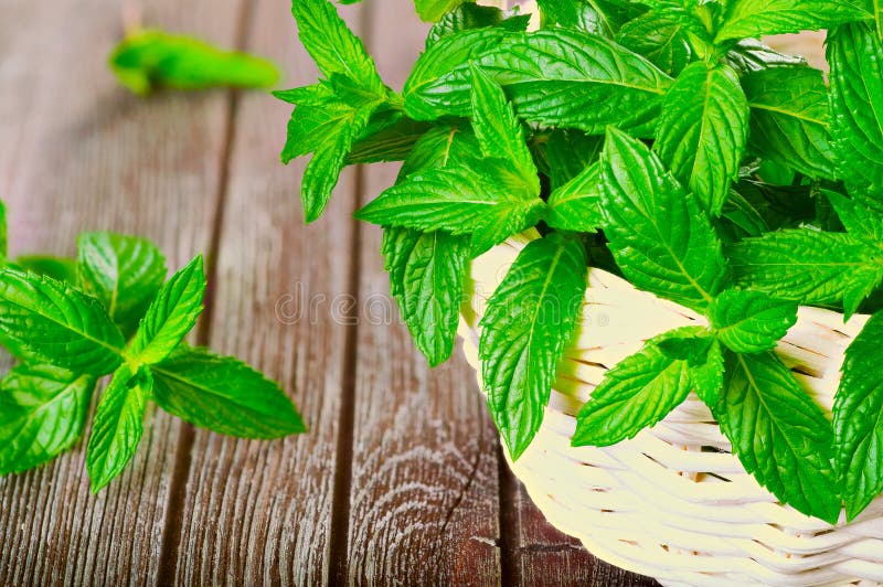 Mint leaves in the white stock image. Image of herbal - 59639945