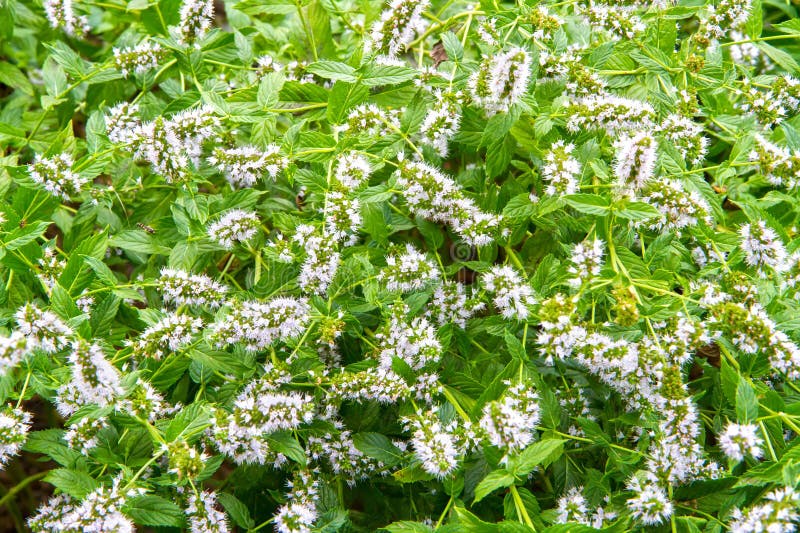Mint in Bloom. a Large Bush of Blooming Mint Stock Image - Image of ...
