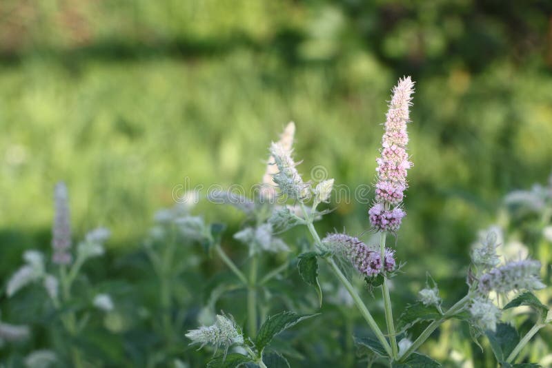 Mint Blooming in Meadow in Summer Stock Photo - Image of closeup ...