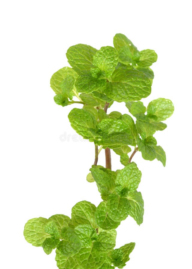 Mint branch stock photo. Image of white, vegetable, fresh - 140257420
