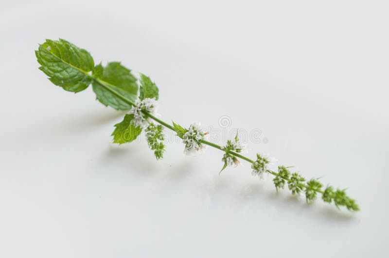 Mint Branch with Flowers on White Background Stock Image - Image of ...