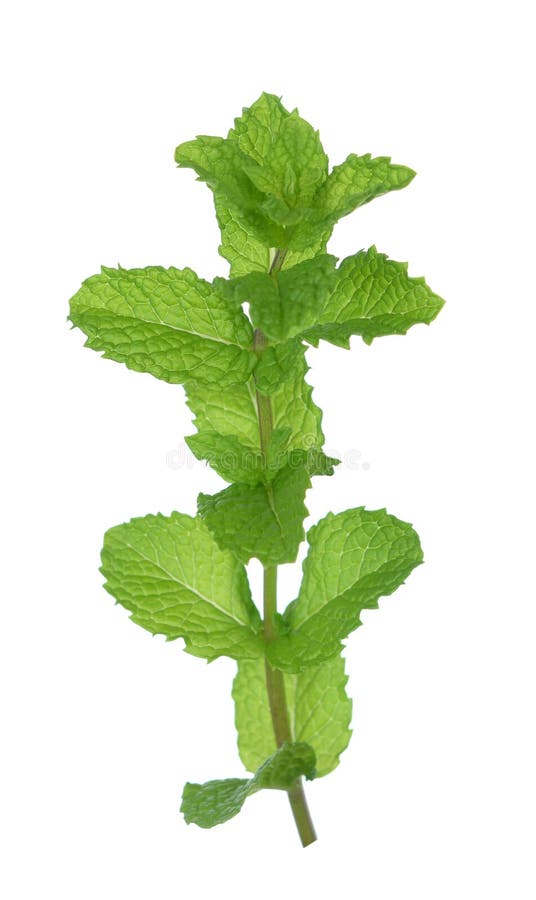 Mint stock photo. Image of closeup, background, aromatic - 140257418