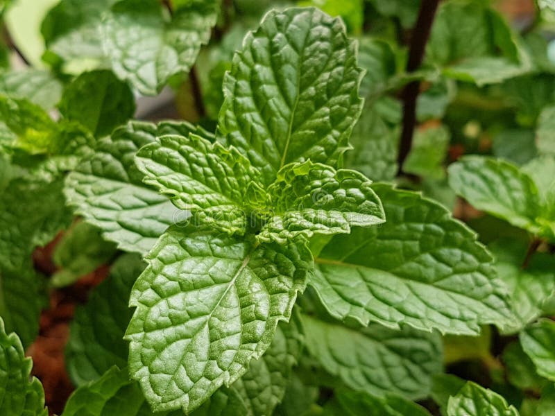 Mint stock image. Image of leaves, mint, green, branch - 105684581