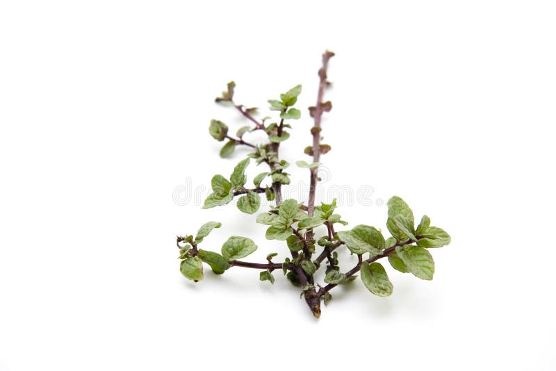 Mint branch stock image. Image of background, leaf, vein - 32048597