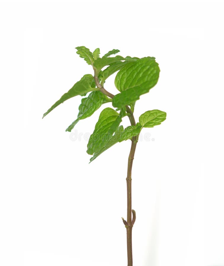 Mint branch stock image. Image of sweet, fresh, smell - 5318675