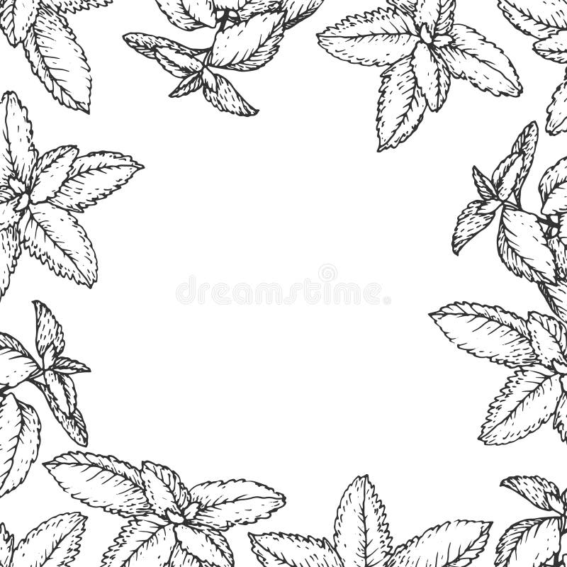 Menthol Border Stock Illustrations – 113 Menthol Border Stock ...