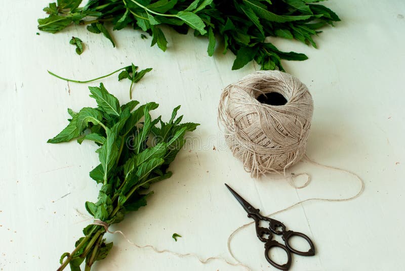 Mint Bunch Tied with a Rope Stock Photo - Image of cooking, leaf: 54390320