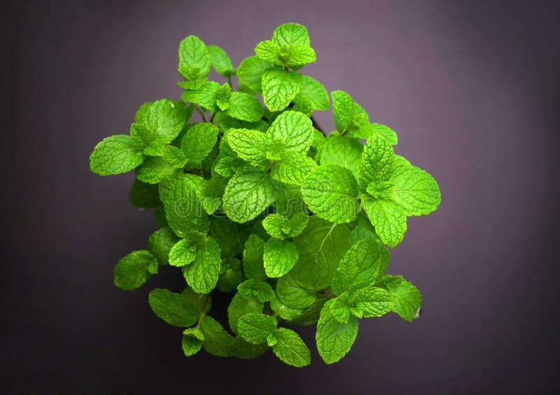 Fresh Mint Bush on a Dark Background. Top View. Stock Image - Image of ...