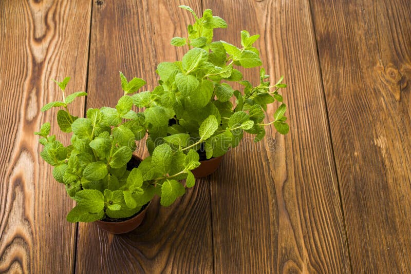 Mint bush on the table stock image. Image of bush, flower - 130417985
