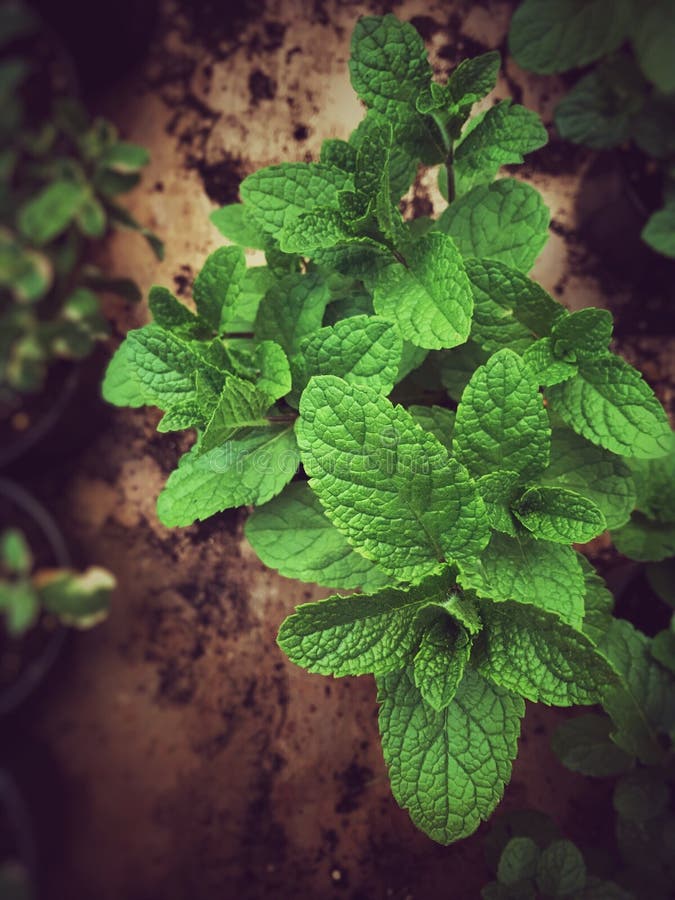 Beautiful Bush of Mint that Gives a Great Smell To Your Tea Editorial ...