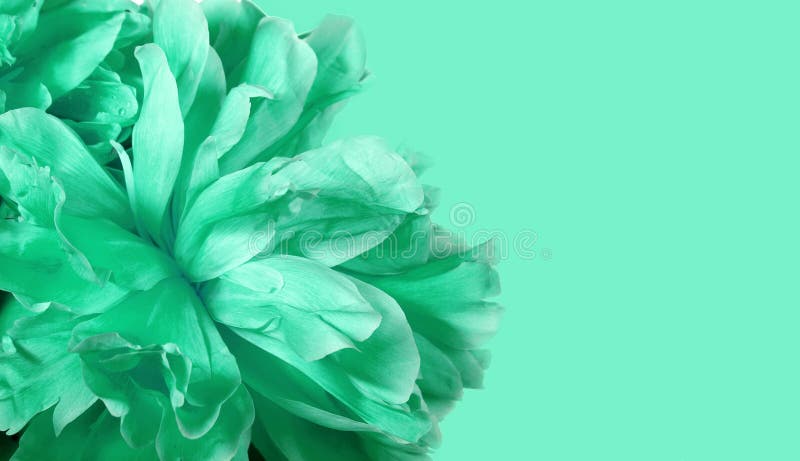 Mint Color. Peony Flower in Mint Tones Stock Image - Image of macro ...