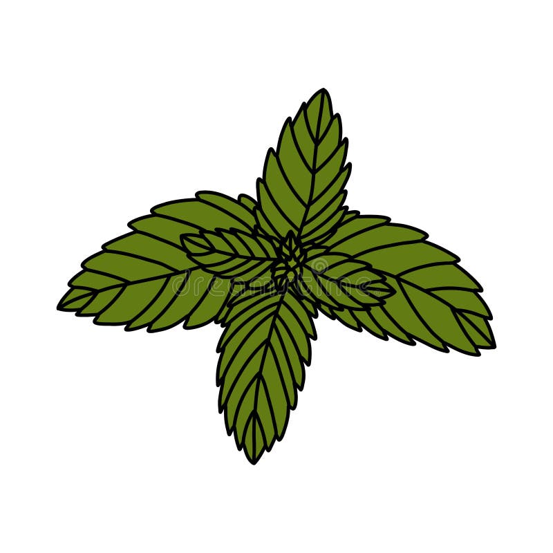 Mint Doodle Icon, Vector Color Line Illustration Stock Vector ...