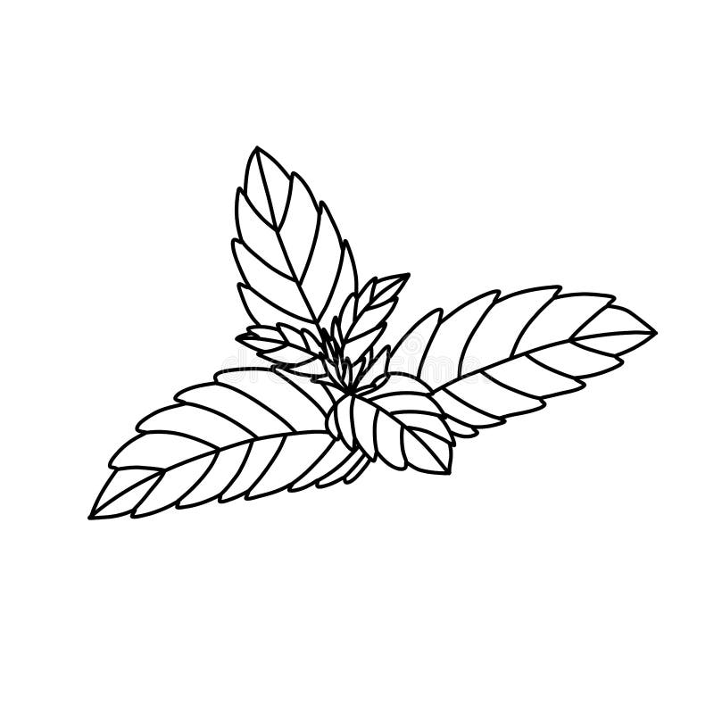 Mint Doodle Hand Drawn Illustration. Cartoon Flat Free Hand Drawing ...