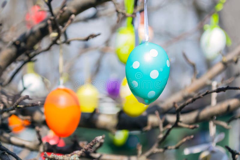 Mint Easter Egg Decorated on Spring Tree after Rain, Close Up Stock ...