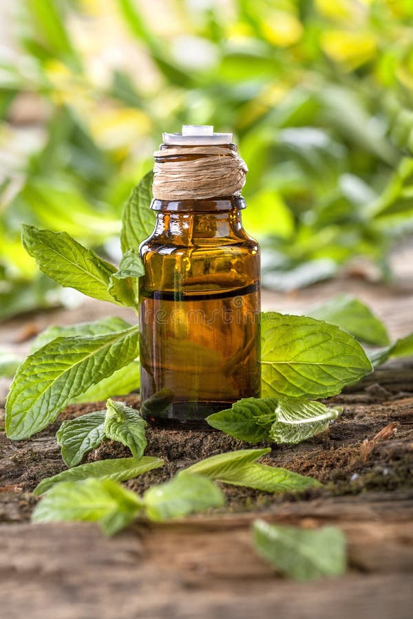 Mint essential oil stock photo. Image of homeopathy, health - 70073484