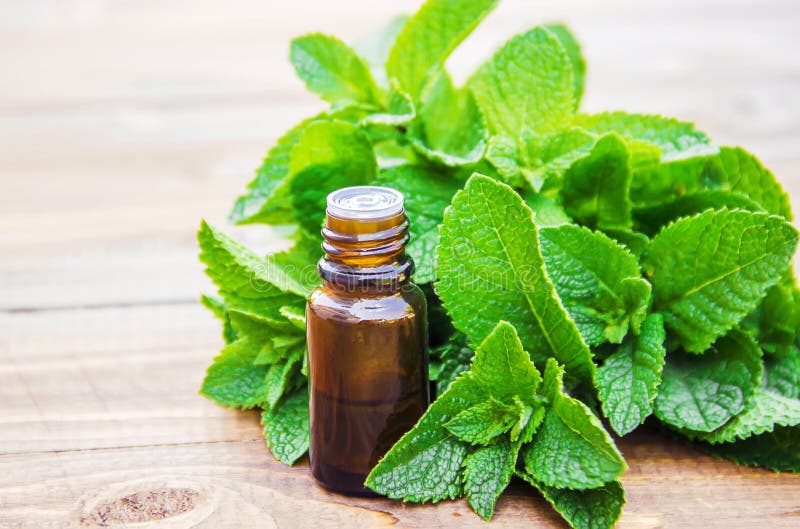 Mint Extract. Medicinal Plants Stock Image - Image of bones, face ...